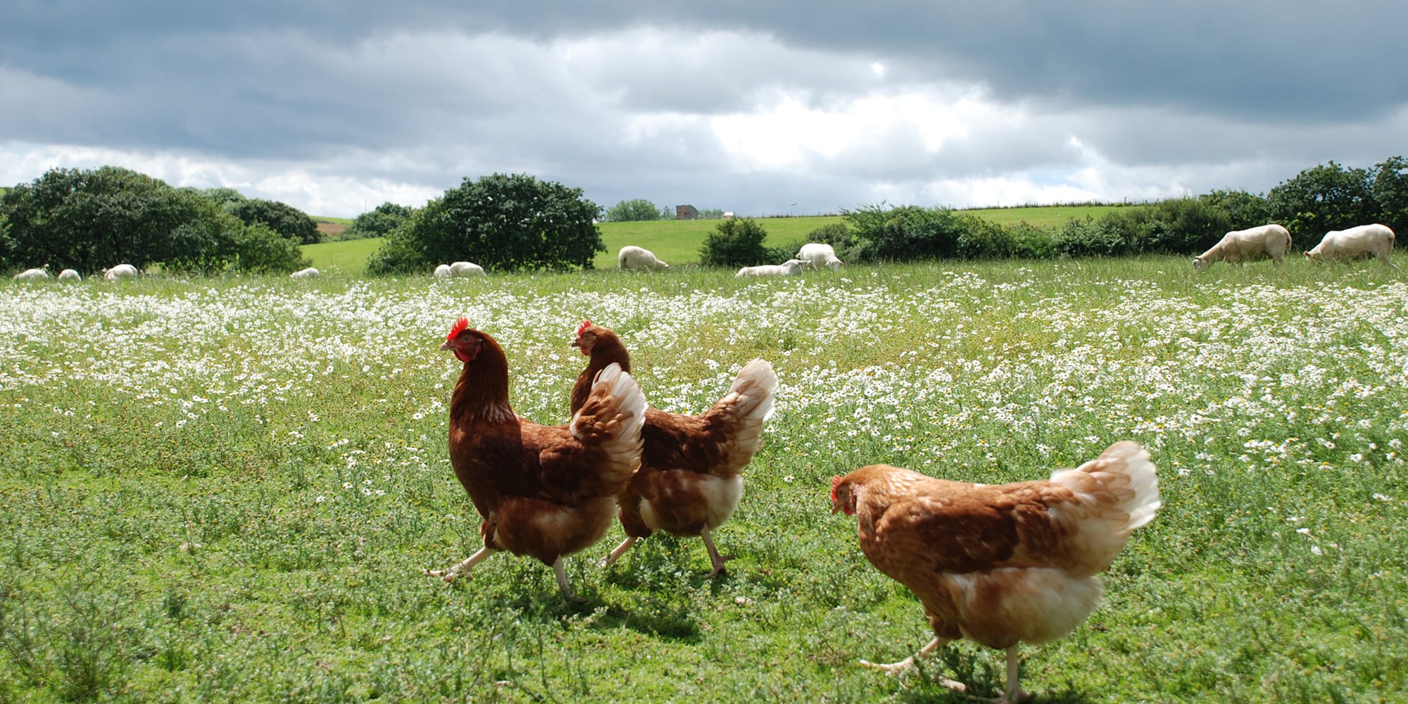 Pleased to meet St Ewe Eggs - Mallards Collection by Bonds